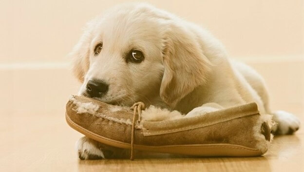 5 common eating disorders that affect dogs - Vondi's